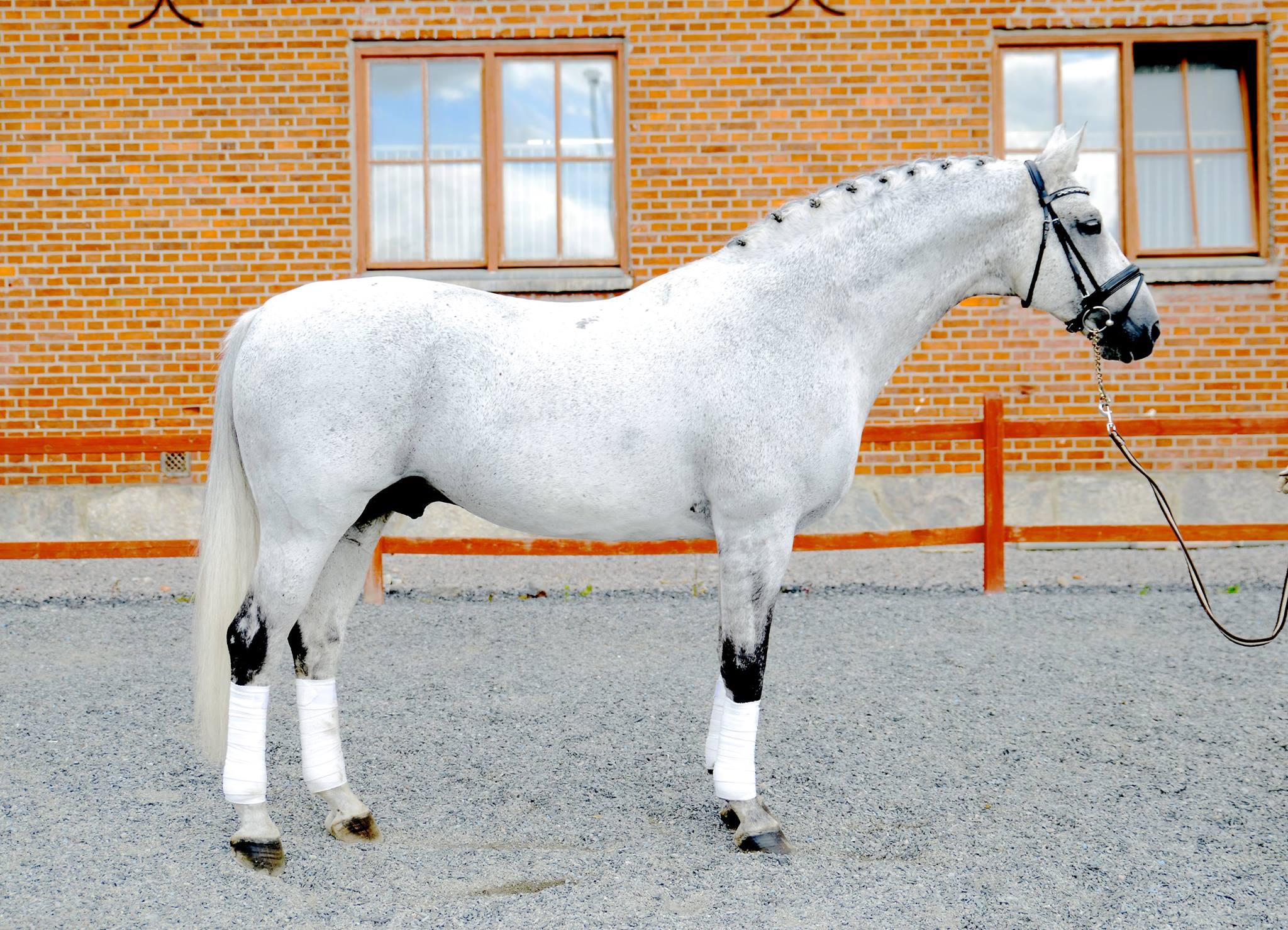 Val av hingst - Hästinfo